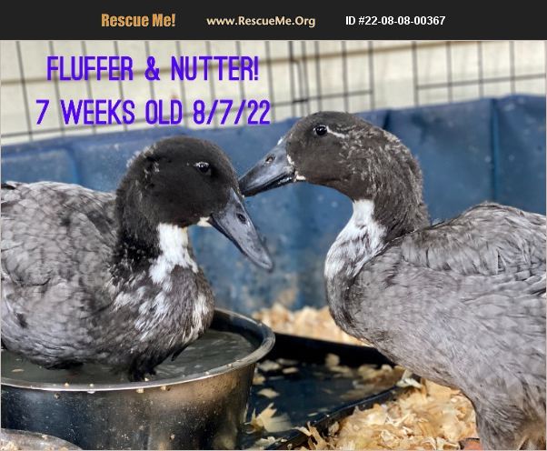 ADOPT 22080800367 ~ Farm Animal Rescue ~ Pennsylvania