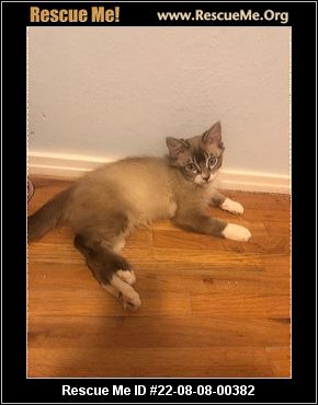 - California Siamese Rescue - ADOPTIONS - Rescue Me!