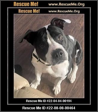 - North Carolina Dog Rescue - ADOPTIONS - Rescue Me!