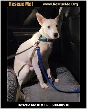 - North Carolina Dog Rescue - ADOPTIONS - Rescue Me!
