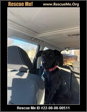 - North Carolina Dog Rescue - ADOPTIONS - Rescue Me!