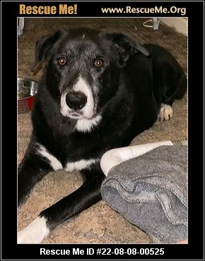 - Alabama Dog Rescue - ADOPTIONS - Rescue Me!