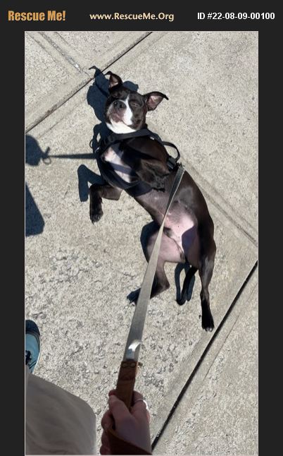 ADOPT 22080900100 ~ Bull Terrier Rescue ~ Indianapolis, IN