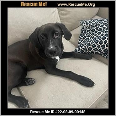 - North Carolina Dog Rescue - ADOPTIONS - Rescue Me!