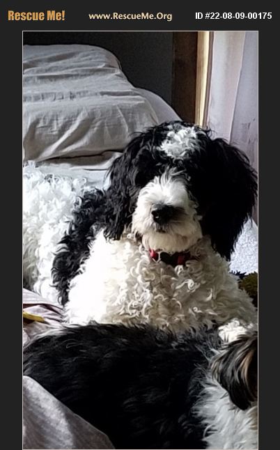 ADOPT 22080900175 ~ Portuguese Water Dog Rescue ~ Berkeley Springs, WV