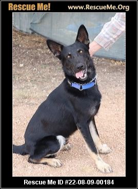 - Texas German Shepherd Rescue - ADOPTIONS - Rescue Me!
