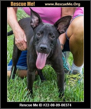- Florida Dog Rescue - ADOPTIONS - Rescue Me!