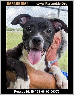 - Florida Dog Rescue - ADOPTIONS - Rescue Me!
