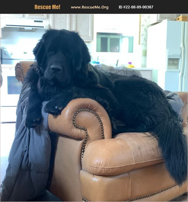 ADOPT 22080900387 ~ Newfoundland Rescue ~ Waldorf, MD