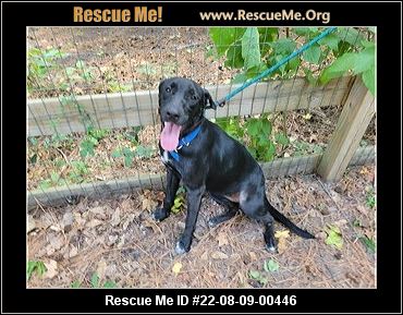 - Pennsylvania Dog Rescue - ADOPTIONS - Rescue Me!