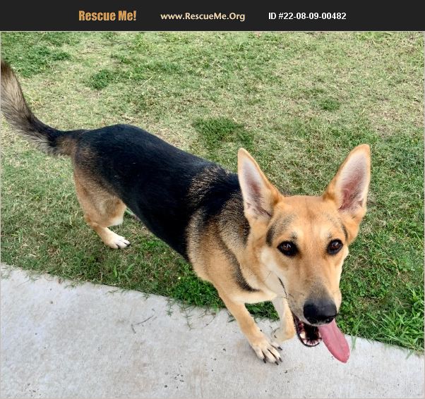 ADOPT 22080900482 ~ German Shepherd Rescue ~ Houston, TX