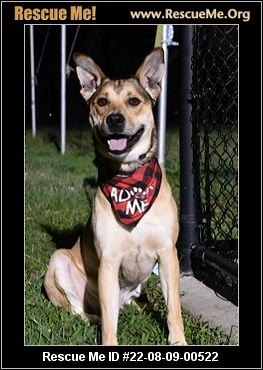 - New Jersey Dog Rescue - ADOPTIONS - Rescue Me!