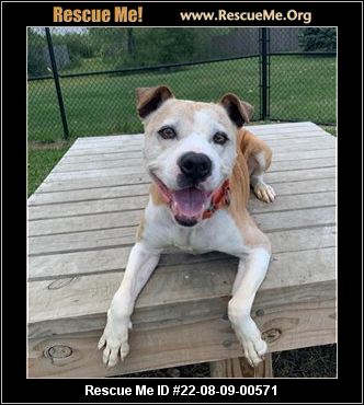 - Indiana Dog Rescue - ADOPTIONS - Rescue Me!