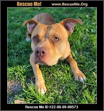 - Indiana Dog Rescue - ADOPTIONS - Rescue Me!