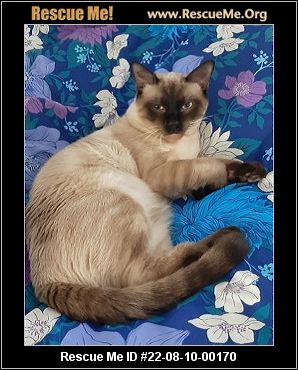 - Texas Siamese Rescue - ADOPTIONS - Rescue Me!