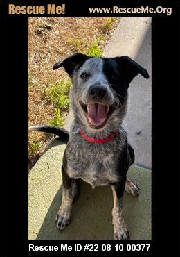 - Oklahoma Dog Rescue - ADOPTIONS - Rescue Me!