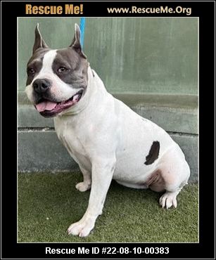 - California American Bulldog Rescue - ADOPTIONS - Rescue Me!