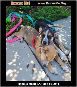 - Texas Dog Rescue - ADOPTIONS - Rescue Me!