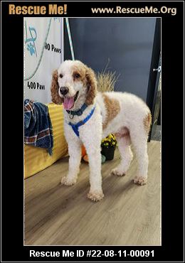 - Florida Dog Rescue - ADOPTIONS - Rescue Me!