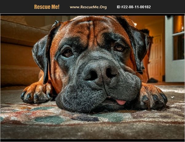 ADOPT 22081100182 ~ Bullmastiff Rescue ~ Suffolk, VA