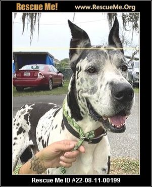 - Florida Dog Rescue - ADOPTIONS - Rescue Me!