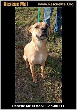 - Florida Dog Rescue - ADOPTIONS - Rescue Me!