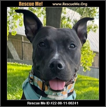 - Massachusetts Pit Bull Rescue - ADOPTIONS - Rescue Me!
