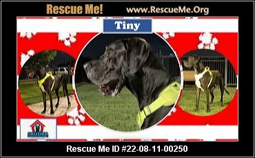 - Texas Dog Rescue - ADOPTIONS - Rescue Me!