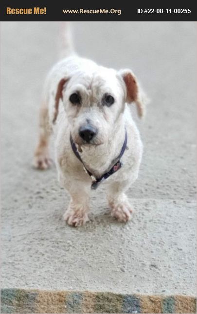 ADOPT 22081100255 ~ Poodle Rescue ~ Seattle, WA