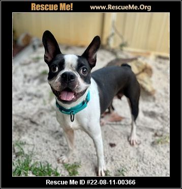 - Florida Dog Rescue - ADOPTIONS - Rescue Me!