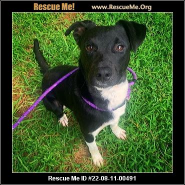 - Florida Dog Rescue - ADOPTIONS - Rescue Me!