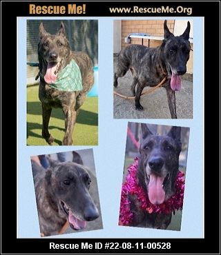 - California Dutch Shepherd Rescue - ADOPTIONS - Rescue Me!