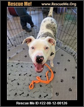 - North Carolina Dog Rescue - ADOPTIONS - Rescue Me!