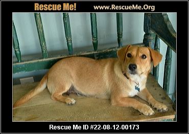 - Texas Dog Rescue - ADOPTIONS - Rescue Me!