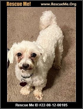 - Florida Maltese Rescue - ADOPTIONS - Rescue Me!