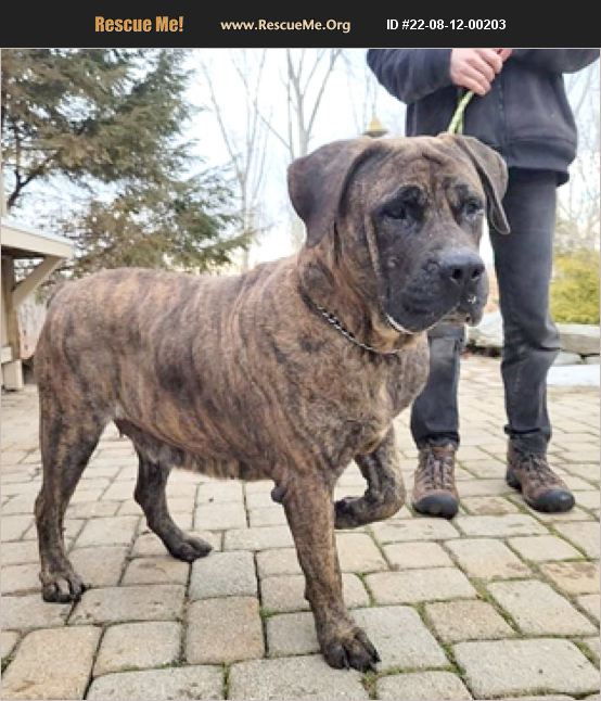 ADOPT 22081200203 ~ Mastiff Rescue ~ Canterbury, CT