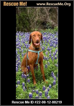- Texas Vizsla Rescue - ADOPTIONS - Rescue Me!