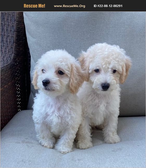 ADOPT 22081200291 ~ Poodle Rescue ~ Madison, KS