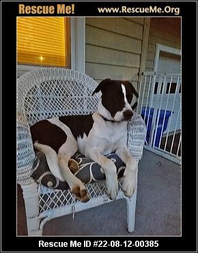 - North Carolina Dog Rescue - ADOPTIONS - Rescue Me!