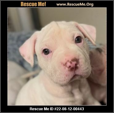 - North Carolina Dog Rescue - ADOPTIONS - Rescue Me!