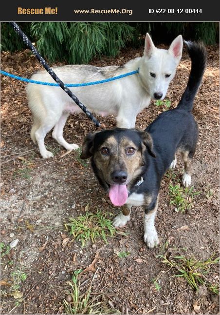 ADOPT 22081200444 ~ Siberian Husky Rescue ~ Belknap County, NH