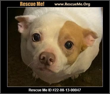 - North Carolina Dog Rescue - ADOPTIONS - Rescue Me!