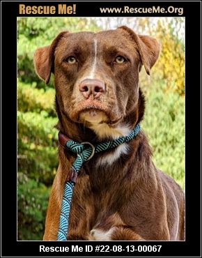 - Georgia Dog Rescue - ADOPTIONS - Rescue Me!