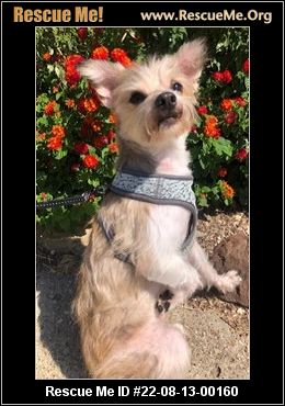 - Texas Dog Rescue - ADOPTIONS - Rescue Me!