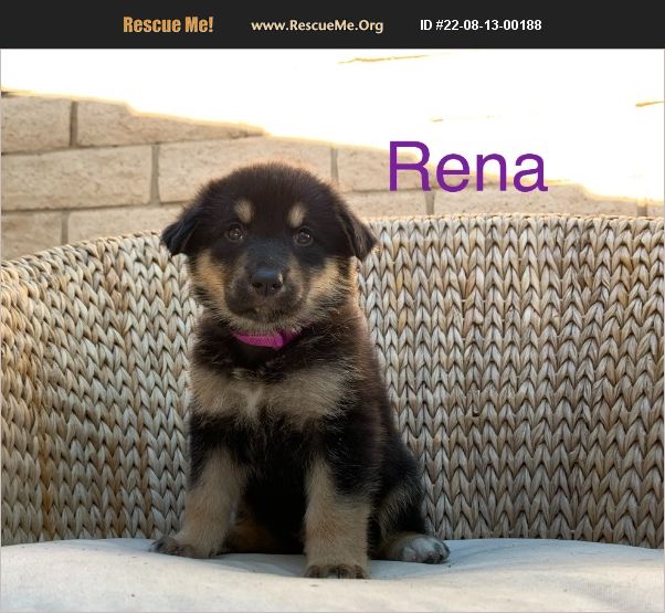 ADOPT 22081300188 ~ German Shepherd Rescue ~ Simi Valley, CA