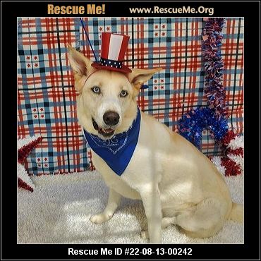 Illinois Dog Rescue Adoptions Rescue Me