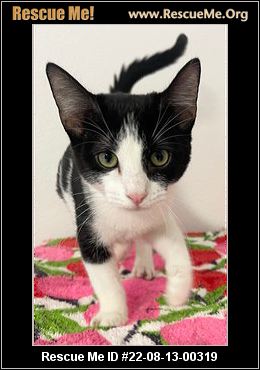 - Arizona Cat Rescue - ADOPTIONS - Rescue Me!