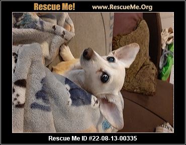 - North Carolina Dog Rescue - ADOPTIONS - Rescue Me!