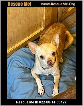 - New Jersey Dog Rescue - ADOPTIONS - Rescue Me!