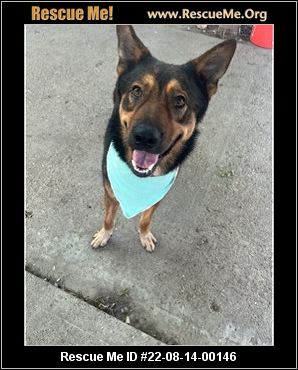 - Texas Dog Rescue - ADOPTIONS - Rescue Me!